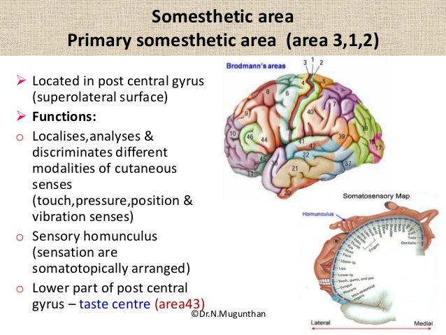 Sulci,Gyri & Functional areas of cerebrum Dr.N.Mugunthan.M.S