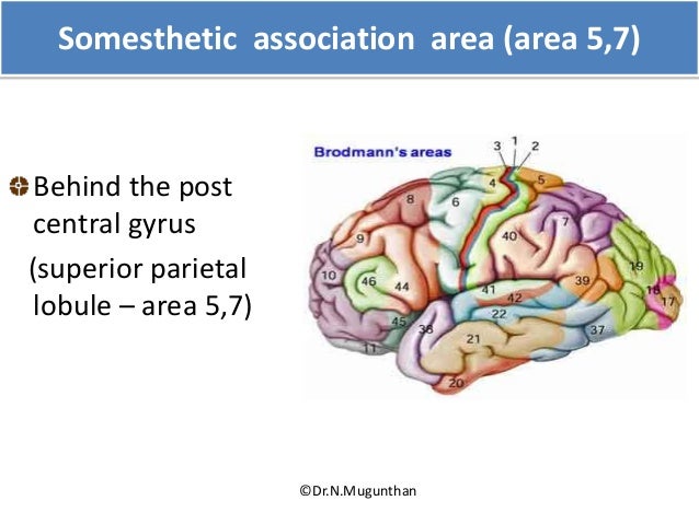 Sulci,Gyri & Functional areas of cerebrum Dr.N.Mugunthan.M.S