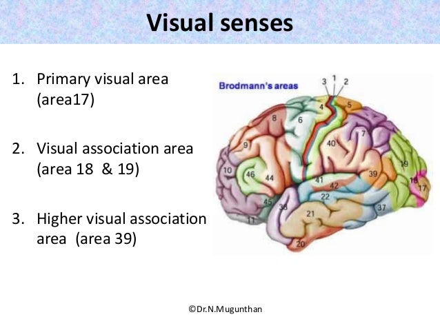 Sulci,Gyri & Functional areas of cerebrum Dr.N.Mugunthan.M.S