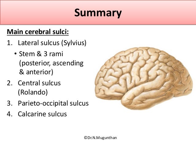 Sulci,Gyri & Functional areas of cerebrum Dr.N.Mugunthan.M.S