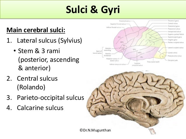 Sulci,Gyri & Functional areas of cerebrum Dr.N.Mugunthan.M.S