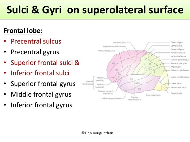 Sulci,Gyri & Functional areas of cerebrum Dr.N.Mugunthan.M.S
