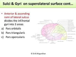 SULCI, GYRI & FUNCTIONAL AREAS OF CEREBRUM-Prof.Dr.N.Mugunthan KMMC.pdf