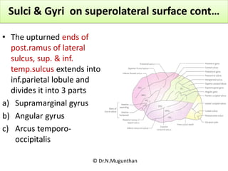 SULCI, GYRI & FUNCTIONAL AREAS OF CEREBRUM-Prof.Dr.N.Mugunthan KMMC.pdf
