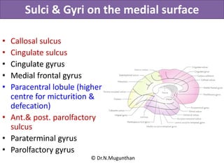 SULCI, GYRI & FUNCTIONAL AREAS OF CEREBRUM-Prof.Dr.N.Mugunthan KMMC.pdf