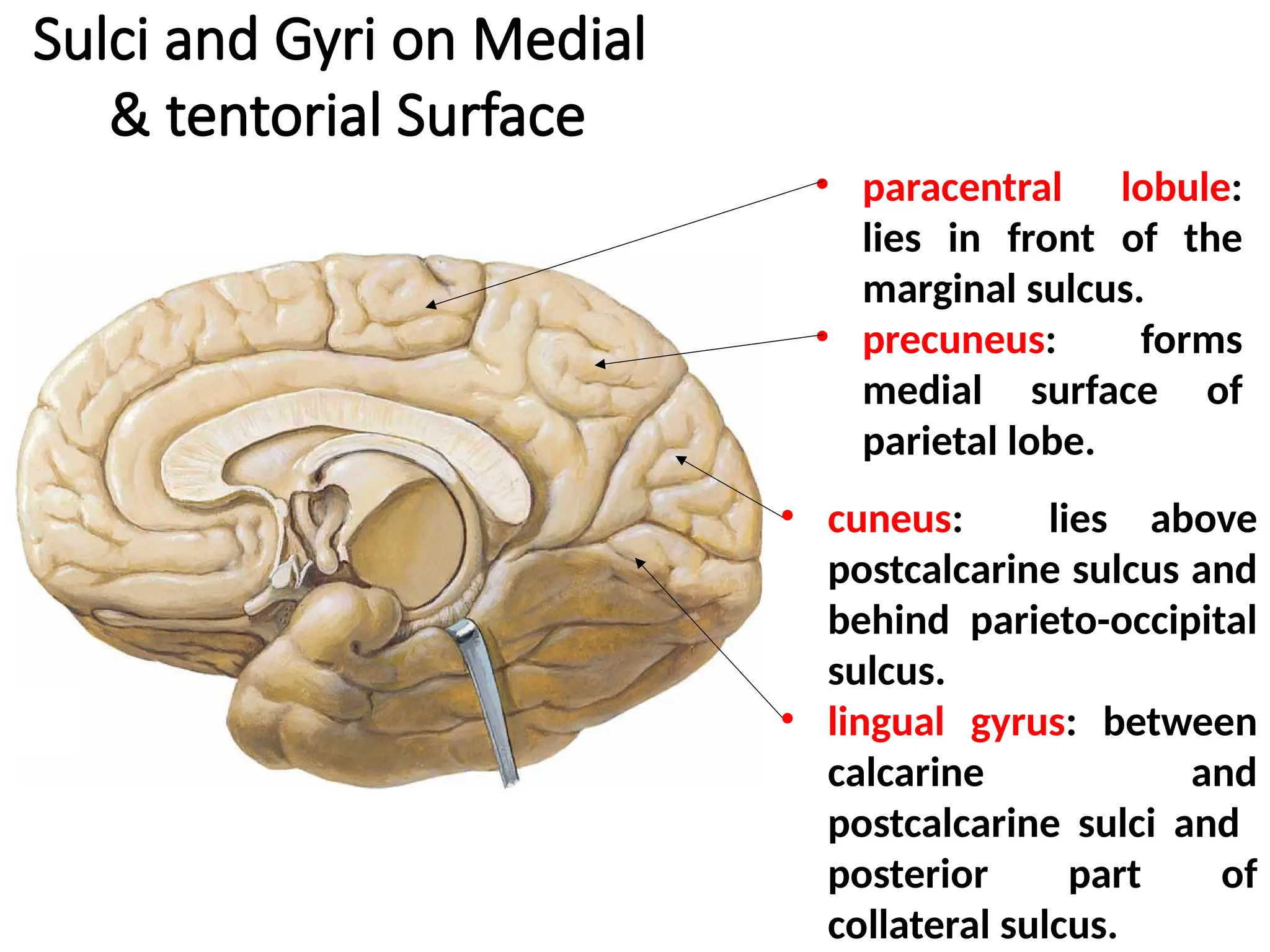 Sulci & gyri of cereberal hemisoeres.pptx