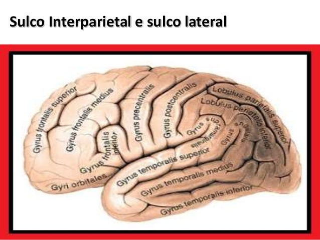 Sulcos e giros - Anatomia