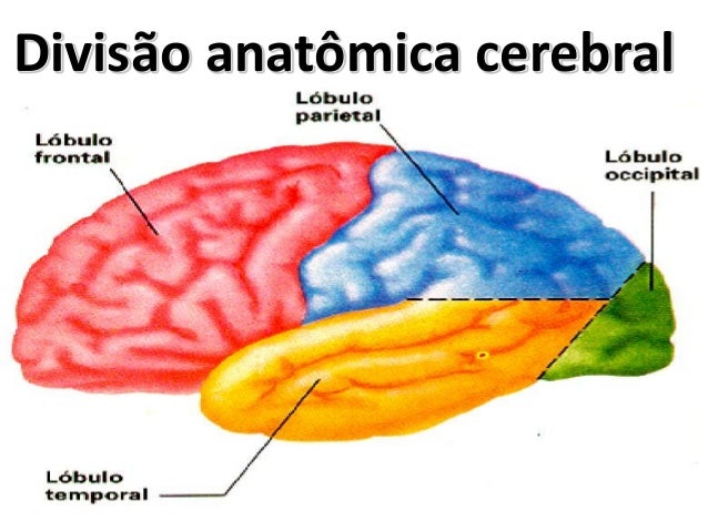 Sulcos e giros - Anatomia