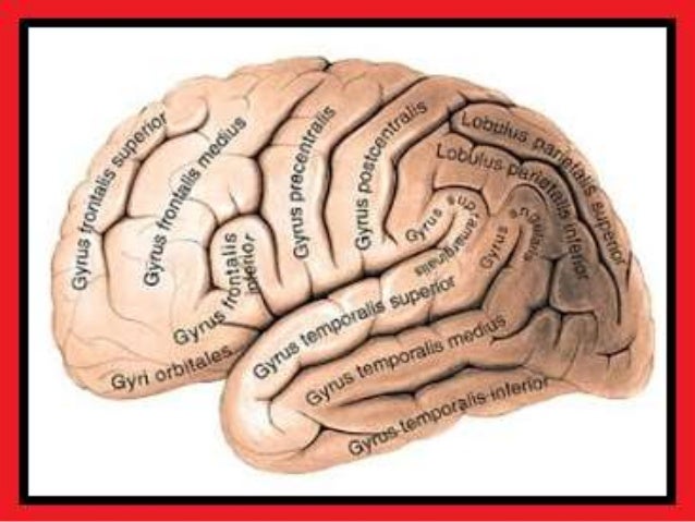 Sulcos e giros - Anatomia