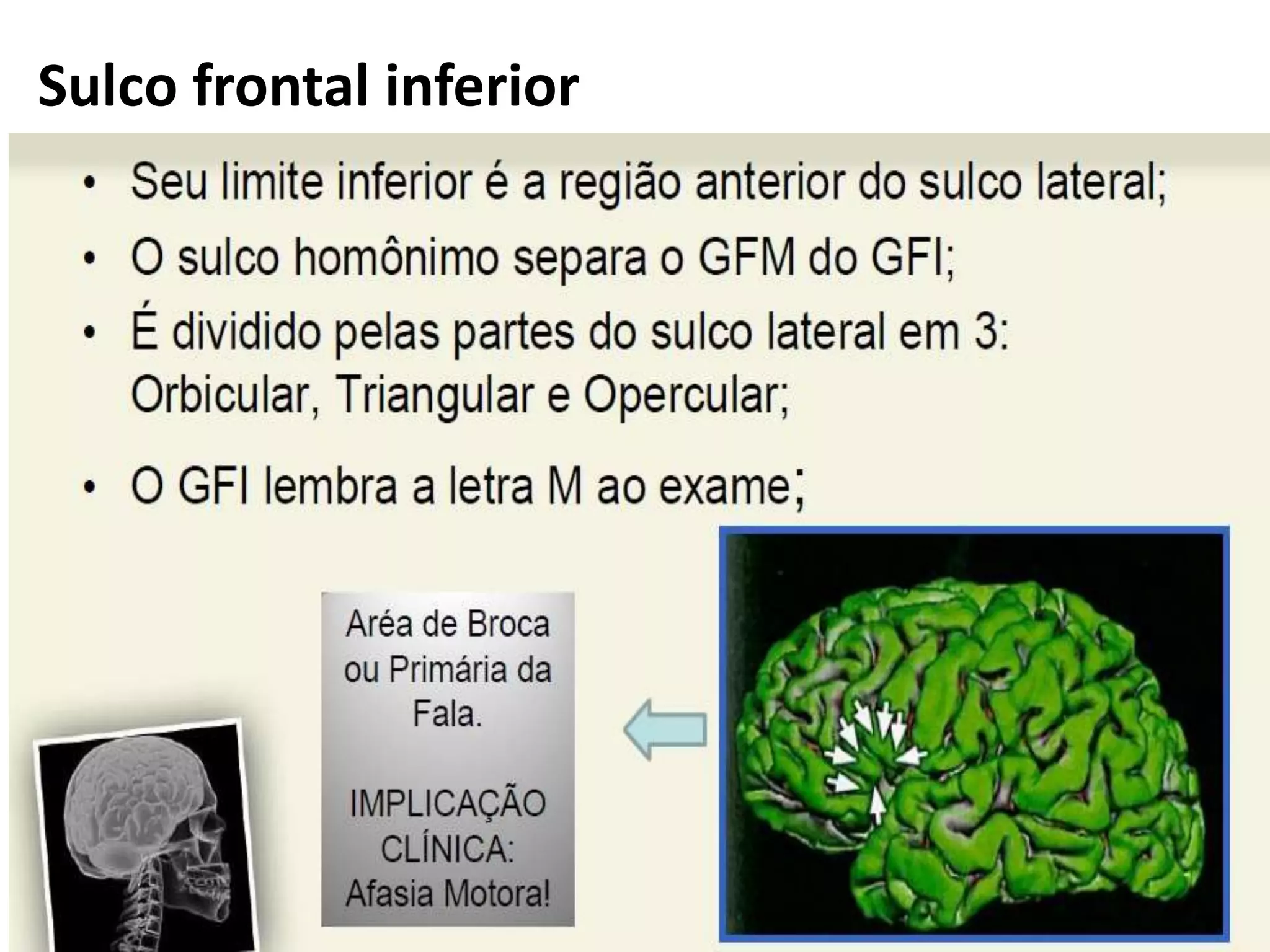 Sulcos e giros - Anatomia Aplicada | PPTX