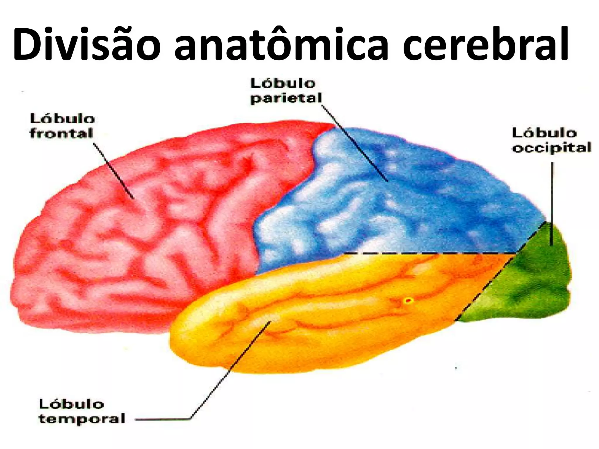 Sulcos e giros - Anatomia Aplicada | PPTX