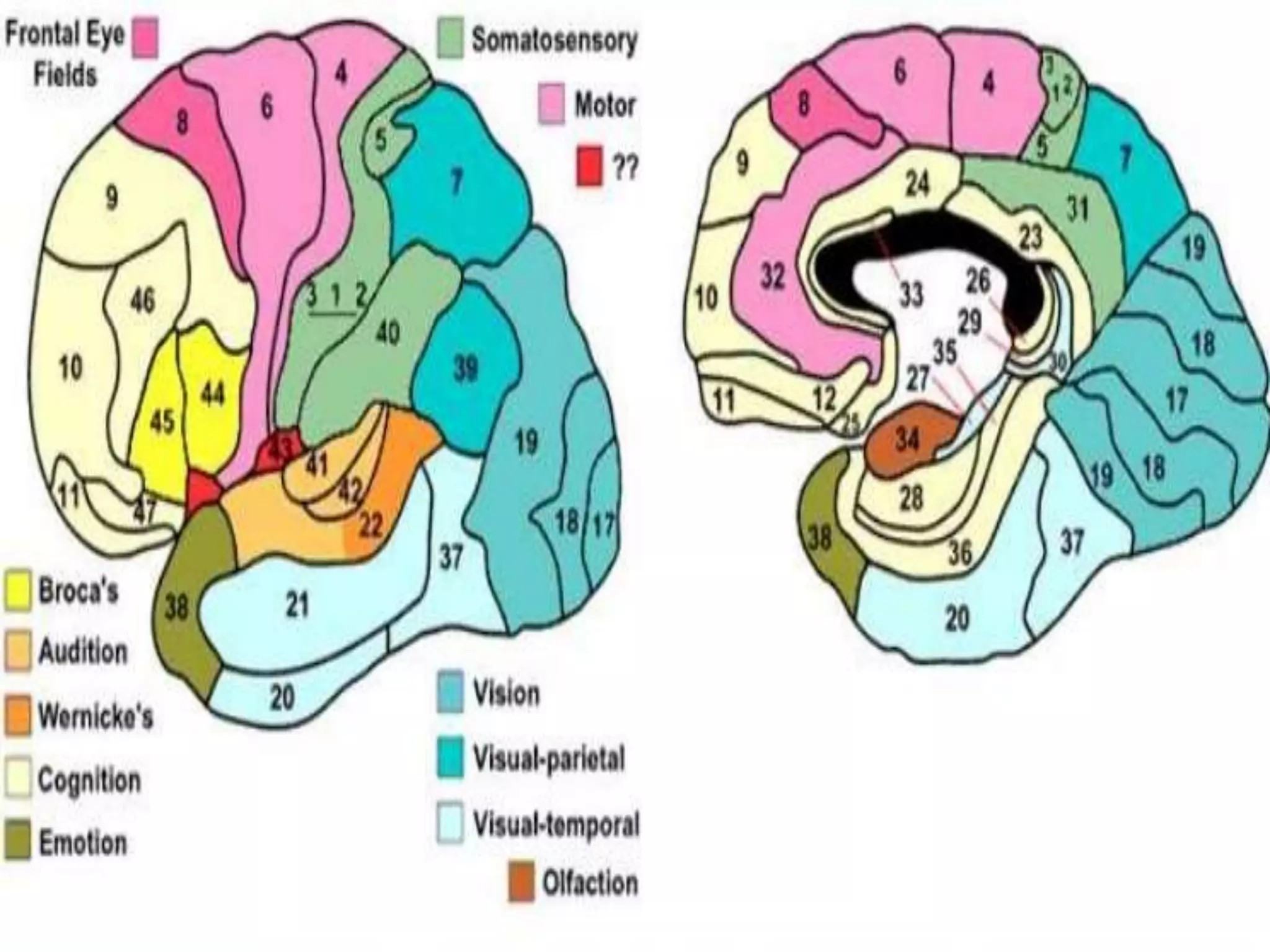 Sulcos e giros - Anatomia Aplicada | PPTX