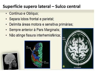 Sulcos e giros - Anatomia Aplicada | PPTX