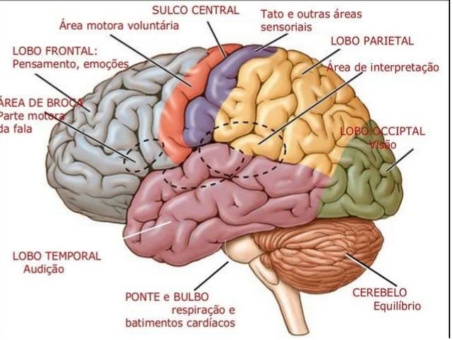 Sulcos e giros - Anatomia Aplicada