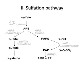 Sulfate assimilation | PPTX