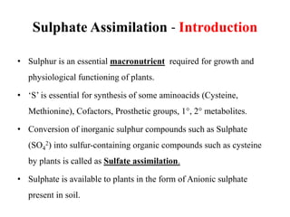 Sulfate assimilation | PPTX