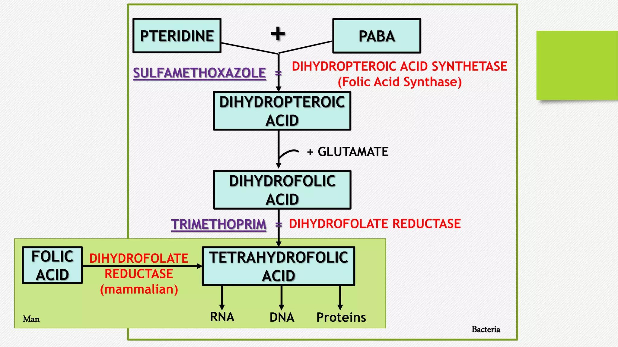 Sulfonamides | PPTX