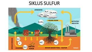 Daur Belerang (Siklus Sulfur) | PPTX