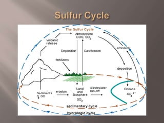 Sulfur Cycle For Dummies