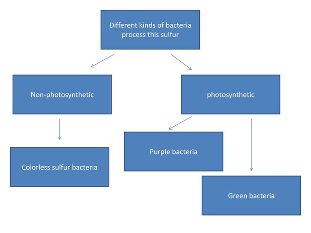 Sulfur cycle | PPT