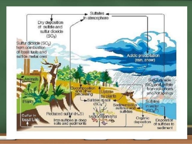 Sulfur Cycle Steps