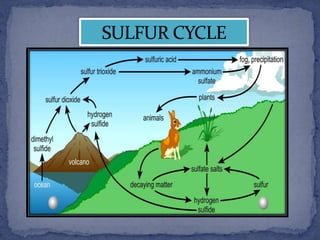 Sulfur Cycle Diagram