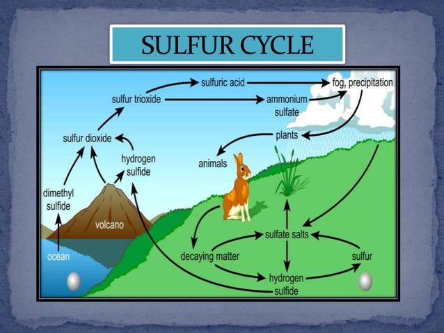 Sulfur cycle | PPT