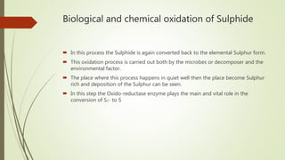Sulfur cycle | PPTX