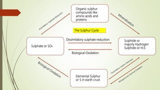 Easy Sulfur Cycle Diagram