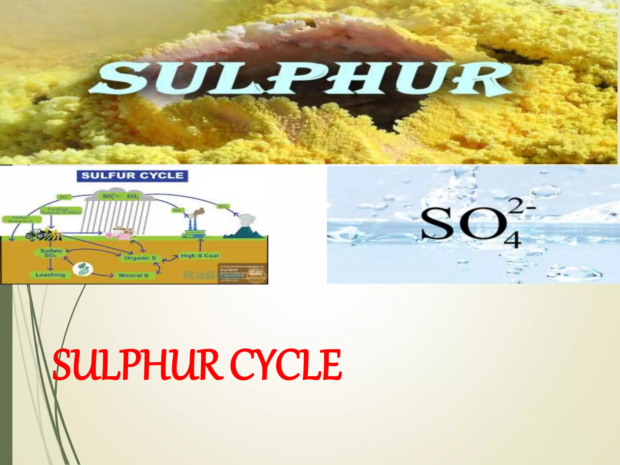 sulfur cycle.pptx