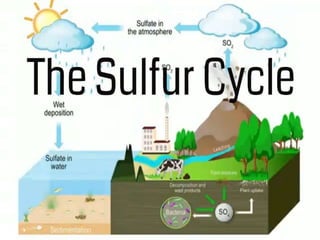sulfur cycle.pptx