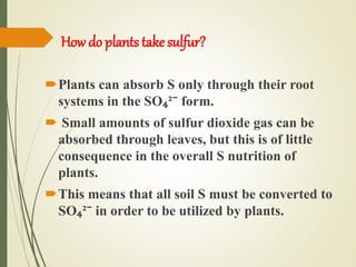 sulfur cycle.pptx