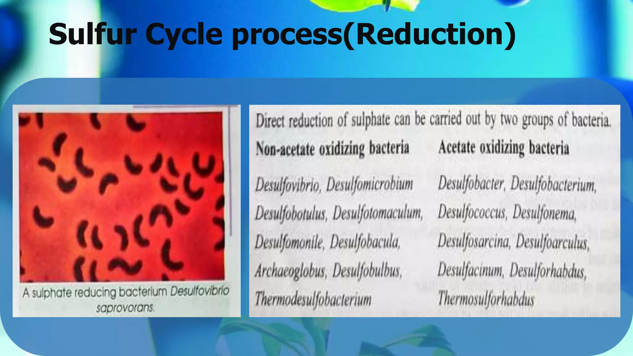 Sulfur Cycle.pptx