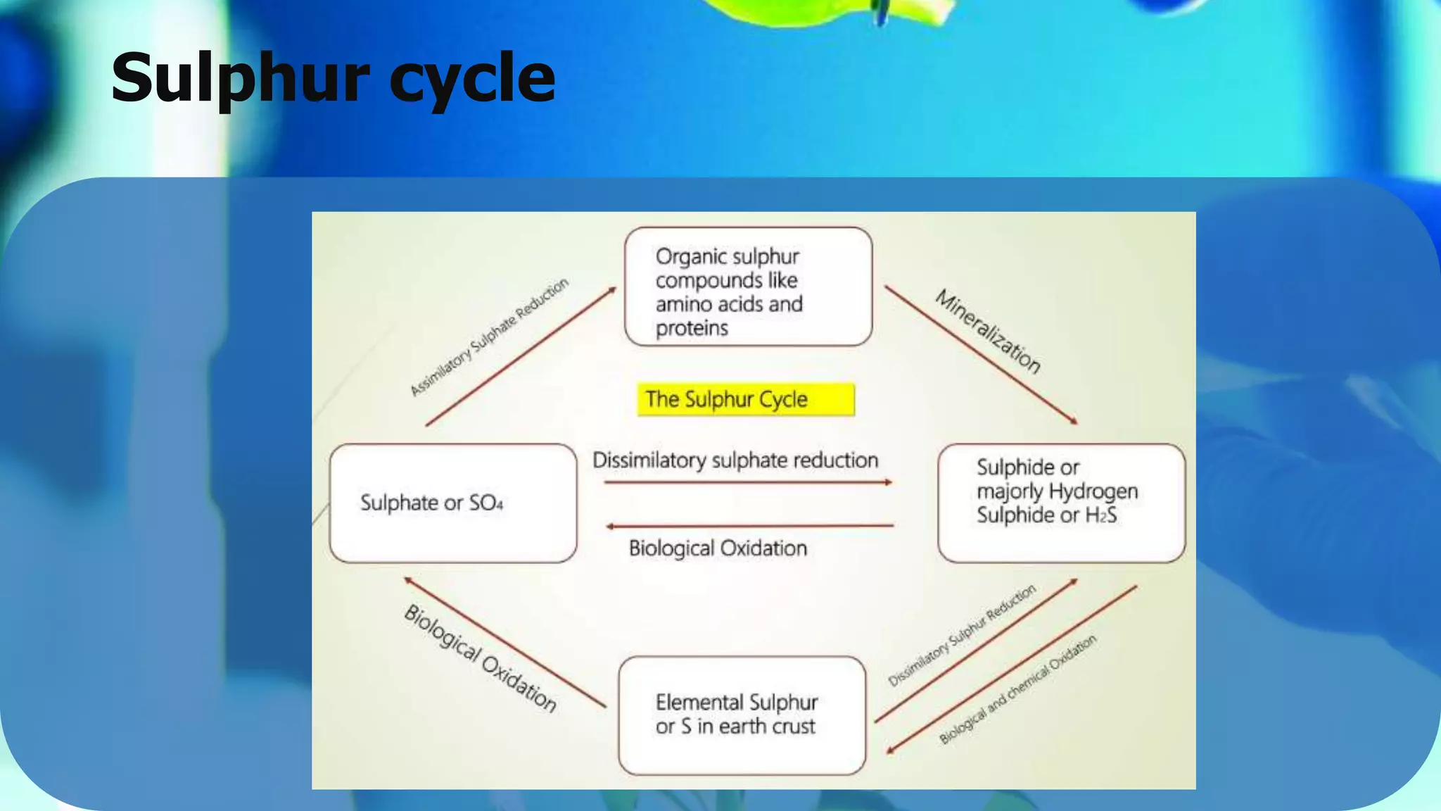 Sulfur Cycle.pptx