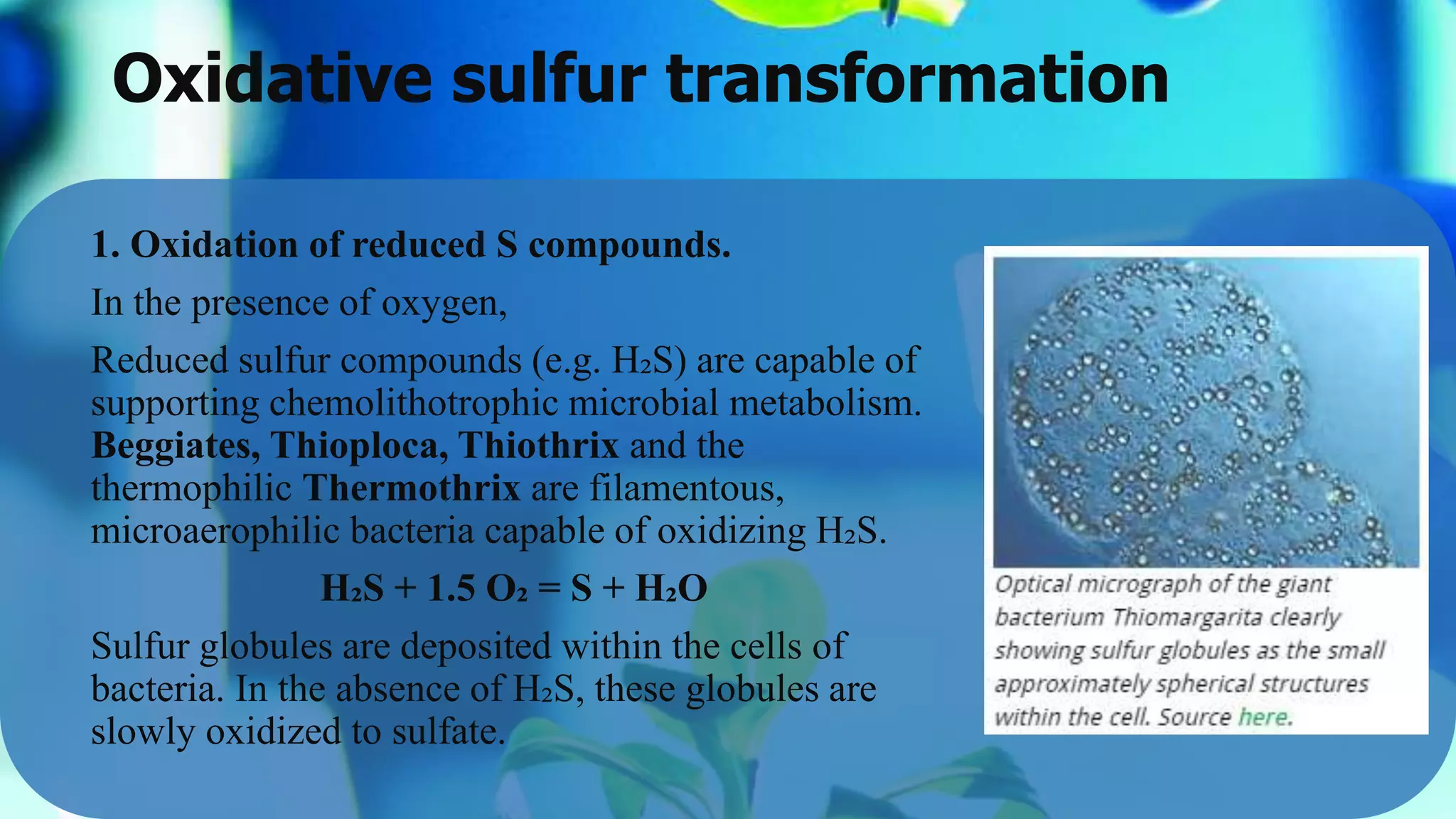 Sulfur Cycle.pptx