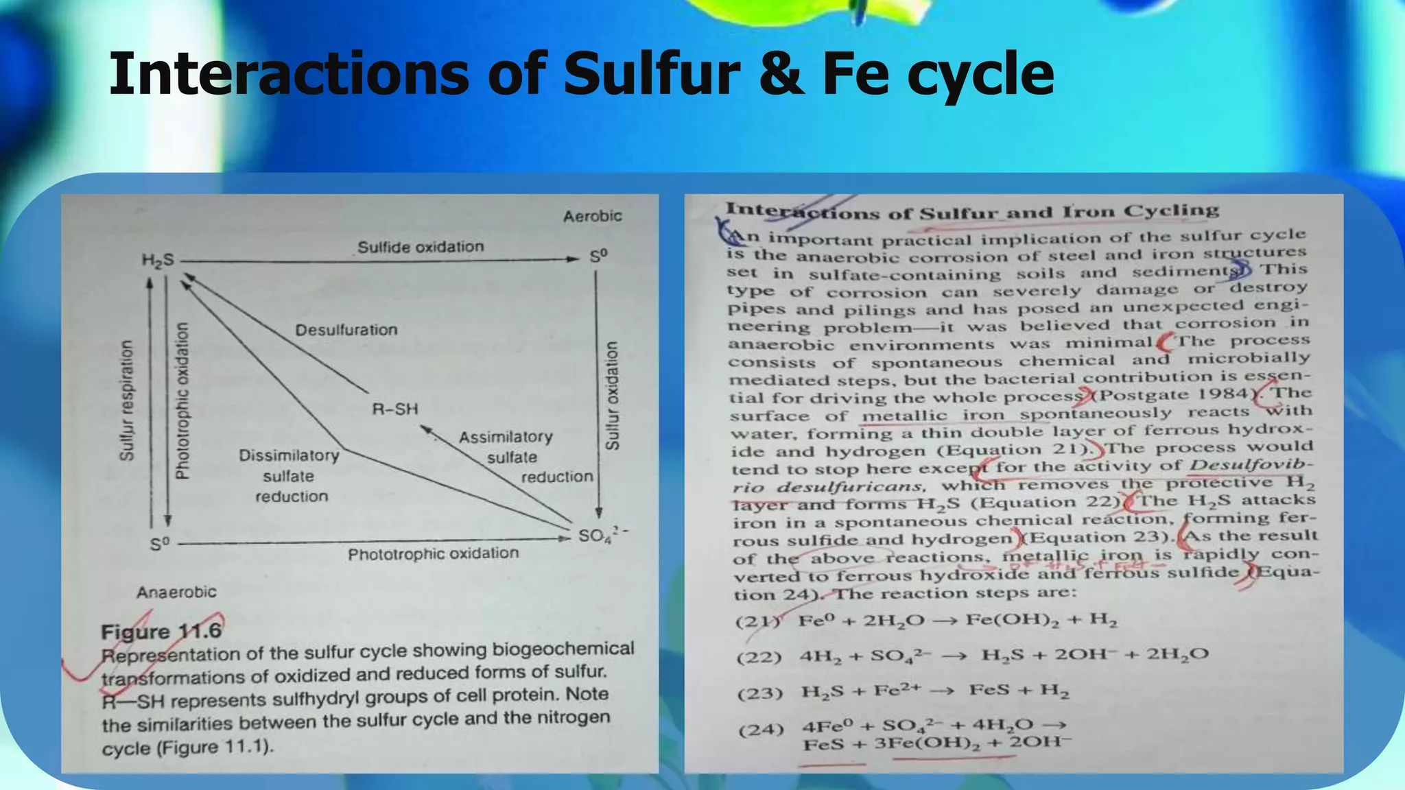 Sulfur Cycle.pptx