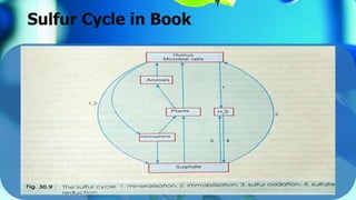 Sulfur Cycle.pptx