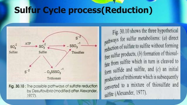 Sulfur Cycle.pptx