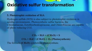 Sulfur Cycle.pptx