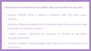 Biogeo chemical cyle...(Sulfur cycle).pptx
