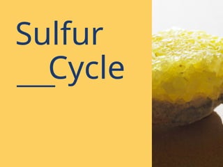 Sulfur Cycle - Definition, Composition and Importance | PPTX | Science
