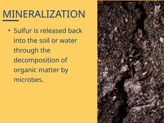 Sulfur Cycle - Definition, Composition and Importance | PPTX