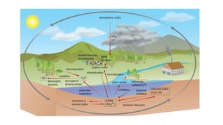 Sulfur Cycle- Definition, Steps, Examples,.pptx