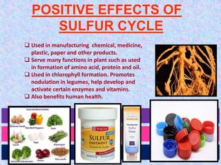 Sulfur cycle , madhuri singh | PPTX