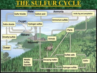 Sulfur cycle , madhuri singh | PPTX