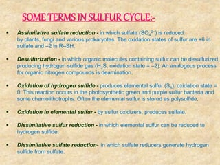 Sulfur cycle , madhuri singh | PPTX