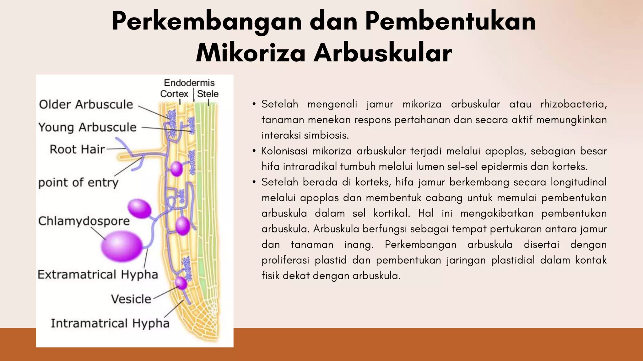 Asosiasi mikoriza dan perannya dalam perlindungan penyakit tanaman.pptx