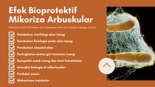 Asosiasi mikoriza dan perannya dalam perlindungan penyakit tanaman.pptx