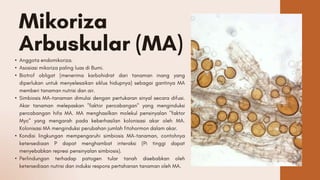 Asosiasi mikoriza dan perannya dalam perlindungan penyakit tanaman.pptx