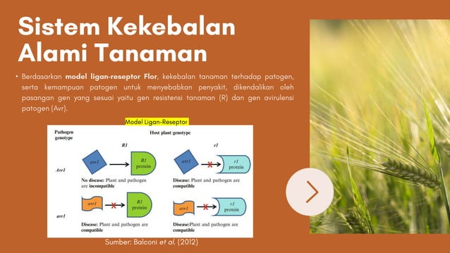 Asosiasi mikoriza dan perannya dalam perlindungan penyakit tanaman.pptx